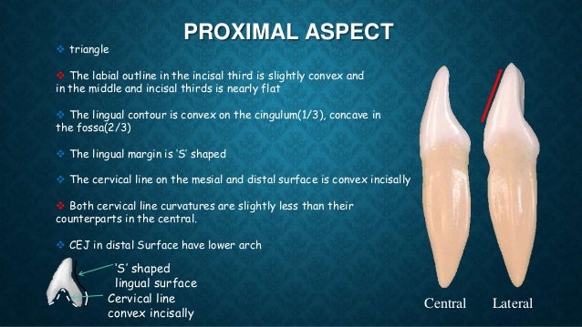 Dental Anatomy of Mandibular Incisors permanent teeth