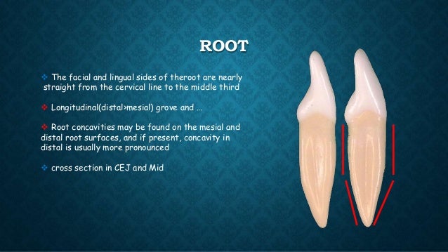 Dental Anatomy of Mandibular Incisors permanent teeth