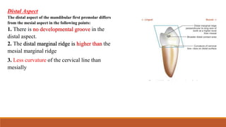 Permanent mandibular premolars | PPTX
