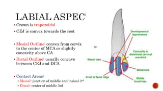 PERMANENT MAXILLARY CANINE | PPTX