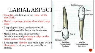 PERMANENT MAXILLARY CANINE | PPTX
