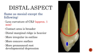 PERMANENT MAXILLARY CANINE | PPTX
