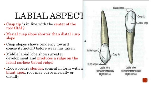 PERMANENT MAXILLARY CANINE