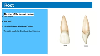 Permanent maxillary central incisor | PDF