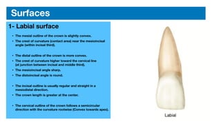 Permanent maxillary central incisor | PDF