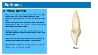Permanent maxillary central incisor | PDF
