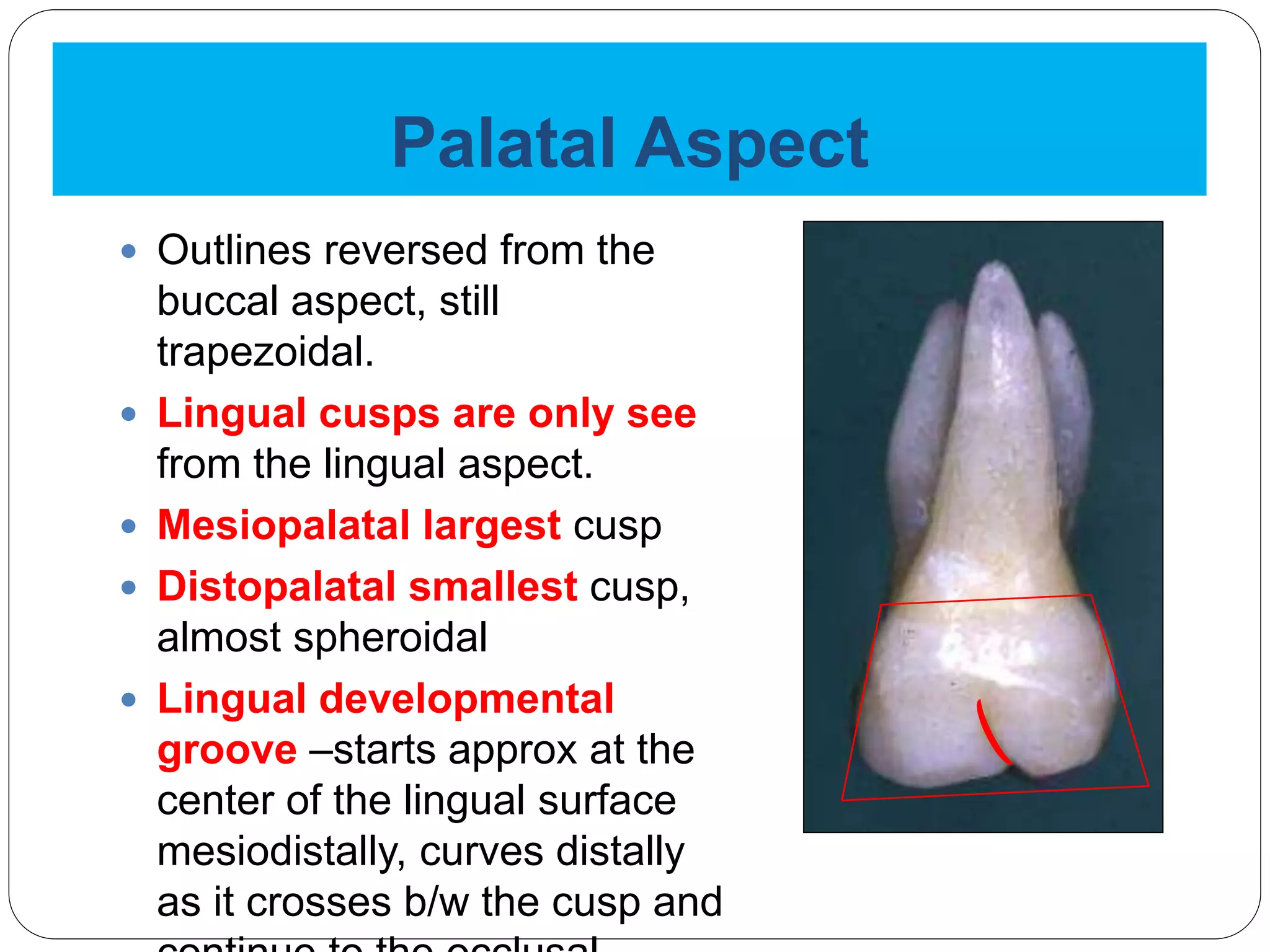 Permanent maxillary first molar | PPT