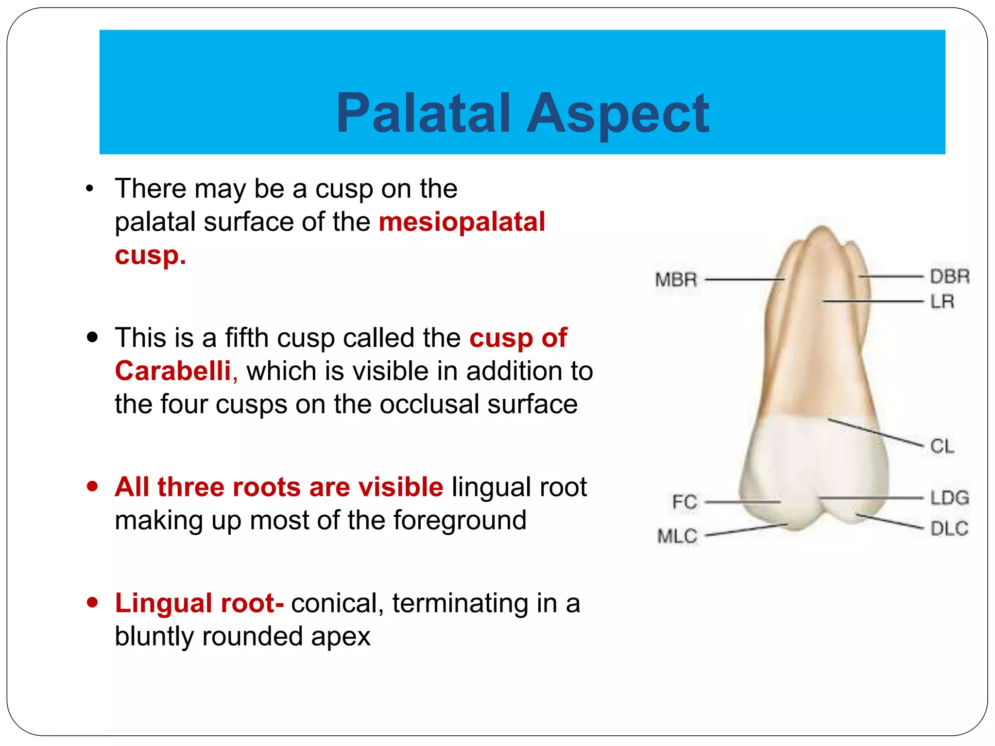 Permanent maxillary first molar | PPT