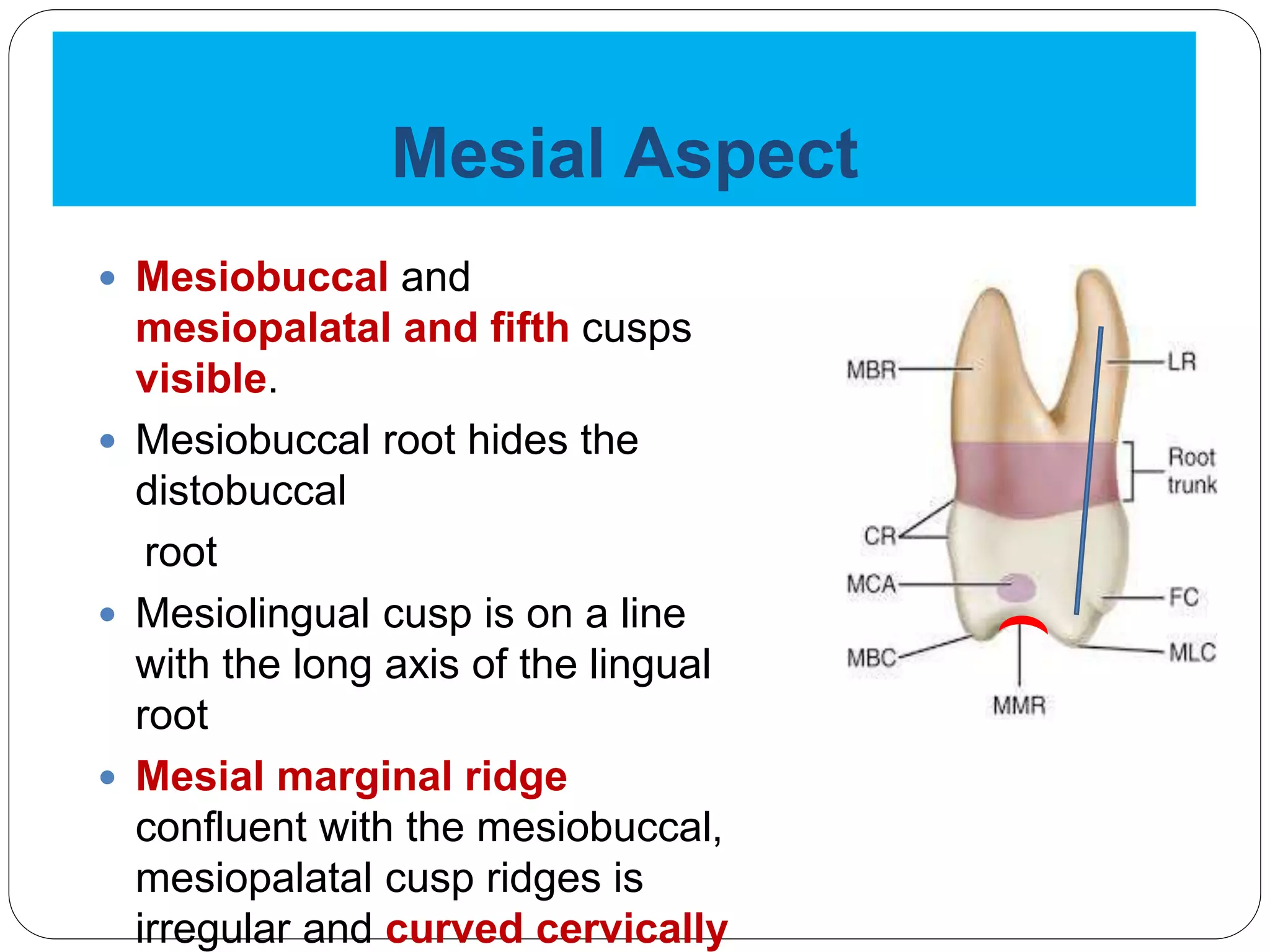 Permanent maxillary first molar | PPT