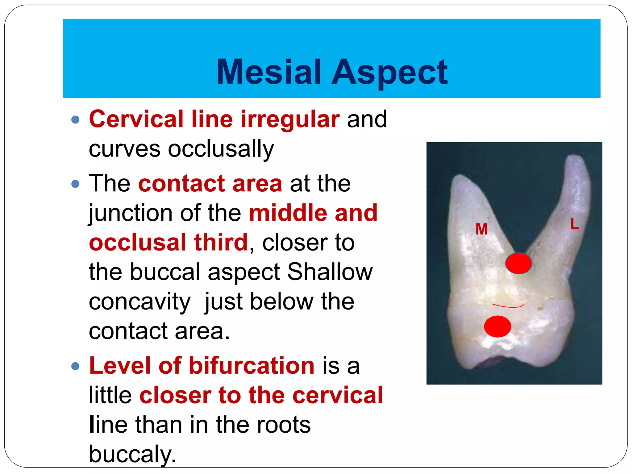 Permanent maxillary first molar | PPT