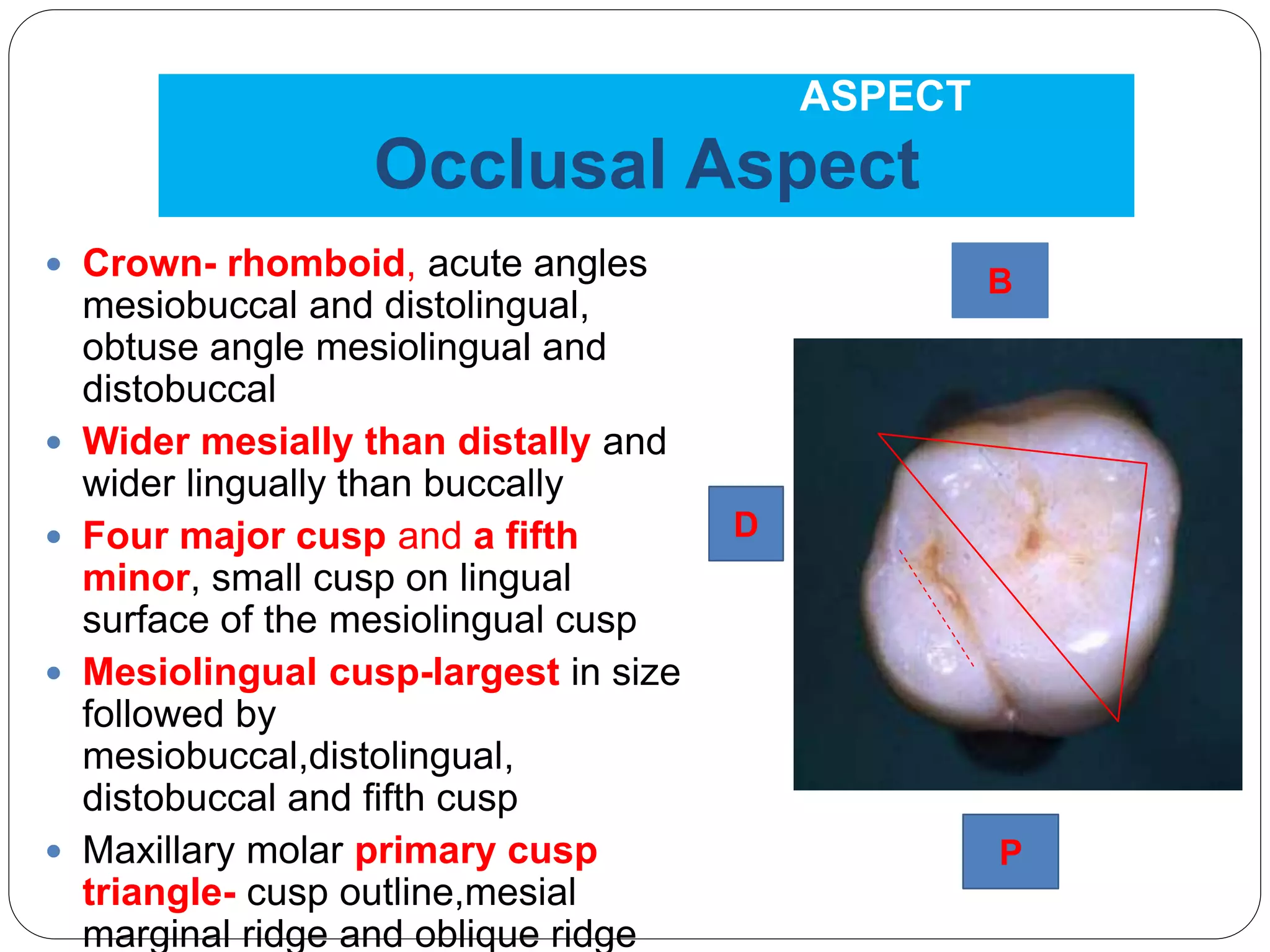 Permanent maxillary first molar | PPT