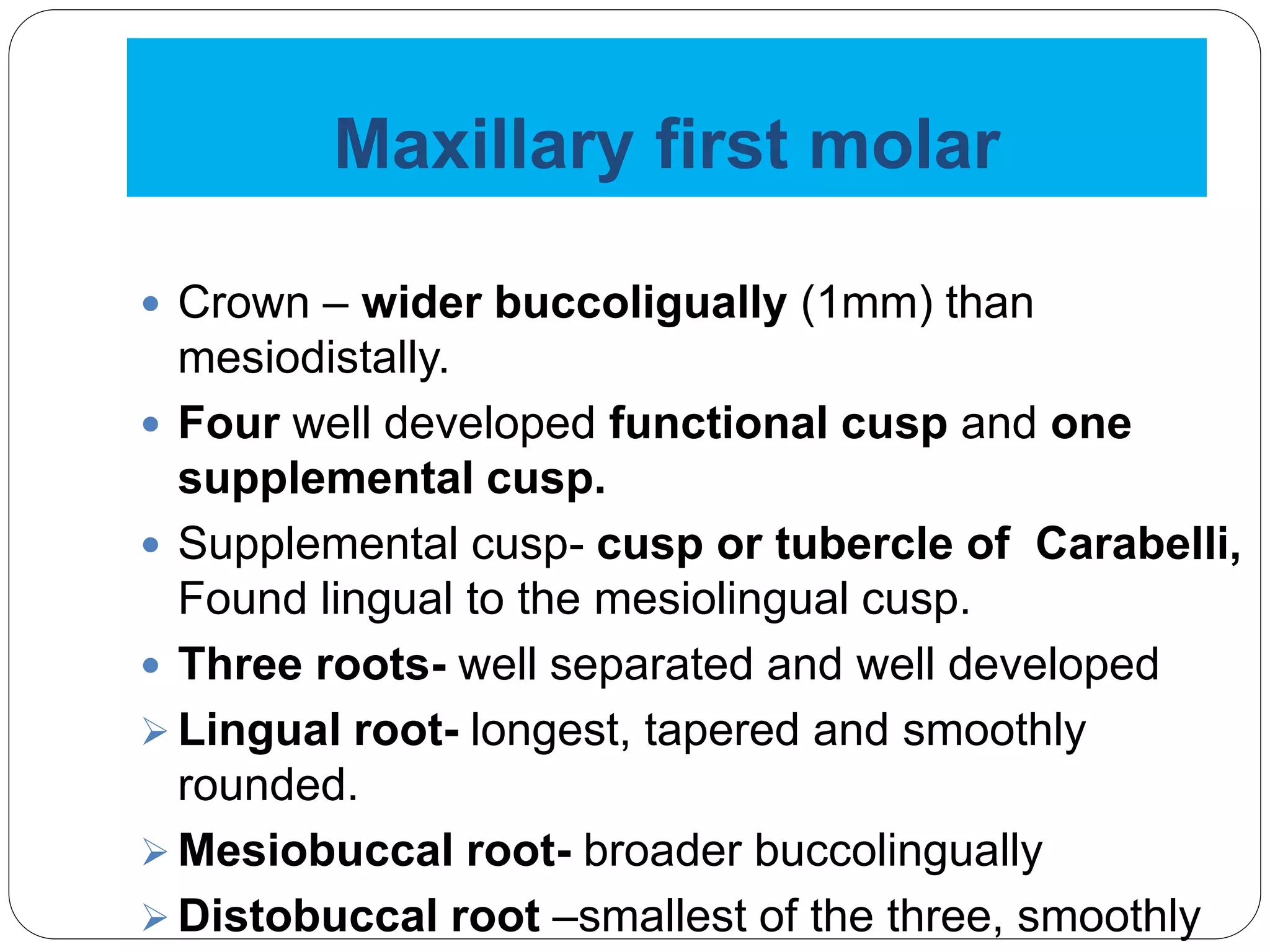 Permanent maxillary first molar | PPT