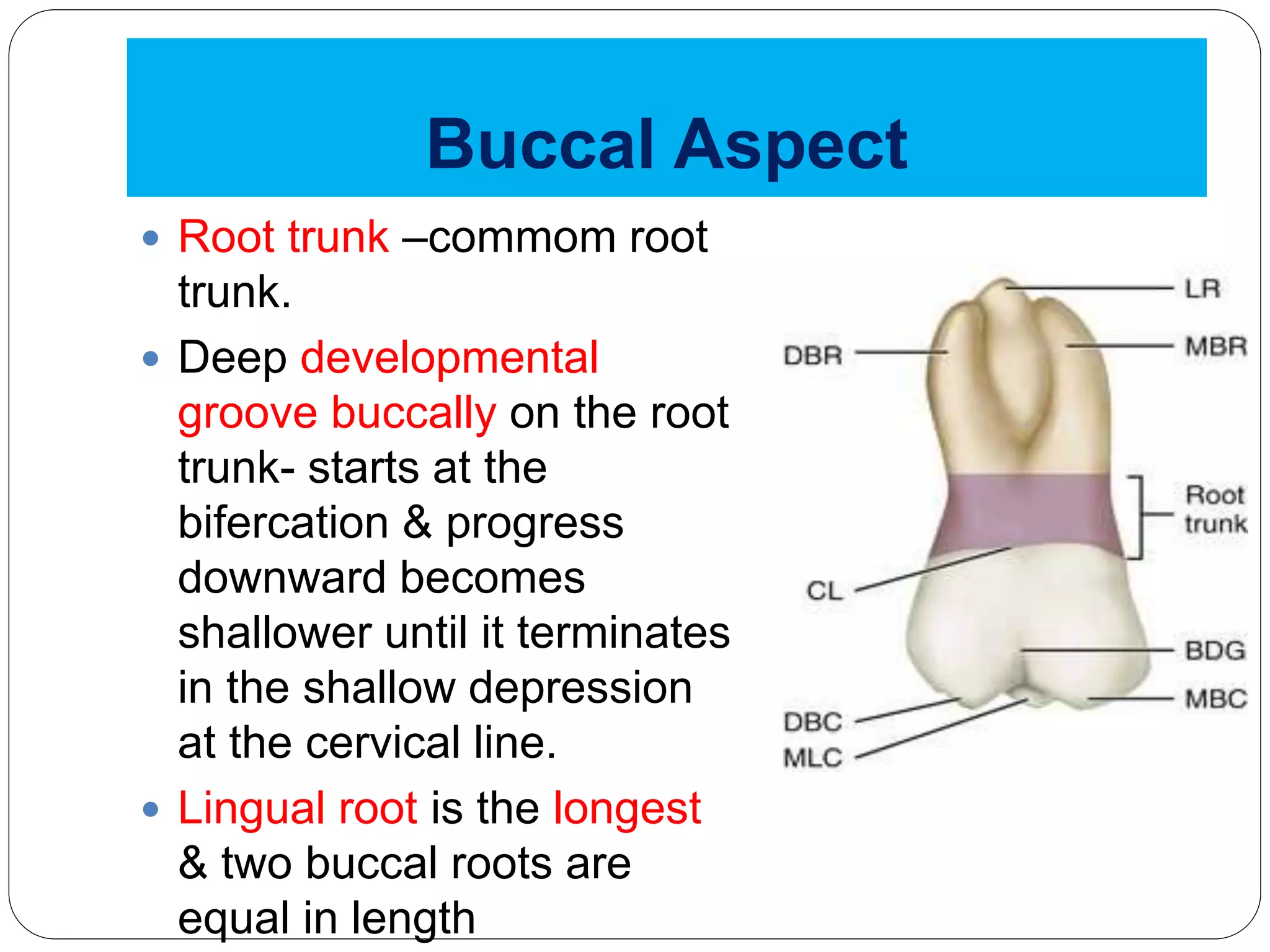Permanent maxillary first molar | PPT