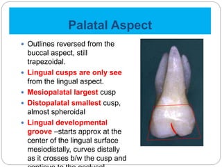 Permanent maxillary first molar | PPT