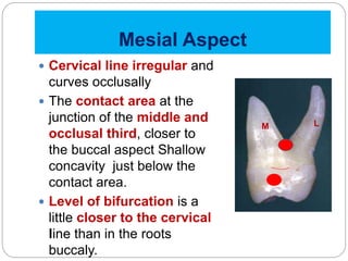 Permanent maxillary first molar | PPT