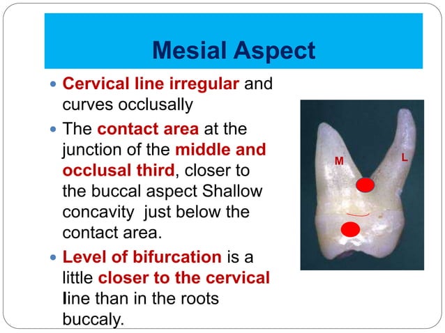 Permanent maxillary first molar | PPT | Dental Health | Diseases and ...