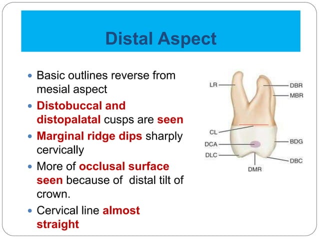 Permanent maxillary first molar | PPT | Dental Health | Diseases and ...