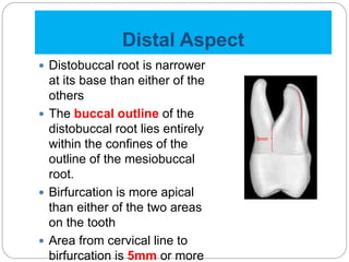Permanent maxillary first molar | PPT
