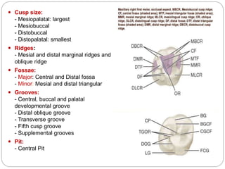 Permanent maxillary first molar | PPT