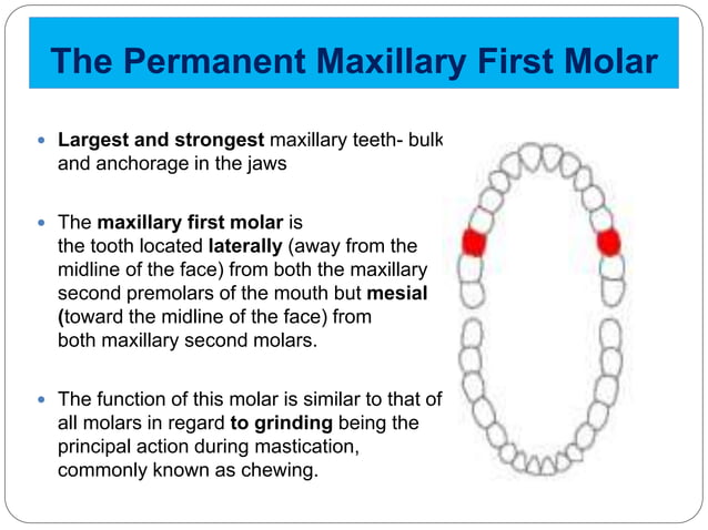Permanent maxillary first molar | PPT | Dental Health | Diseases and ...