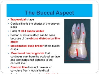 Permanent maxillary first molar | PPT