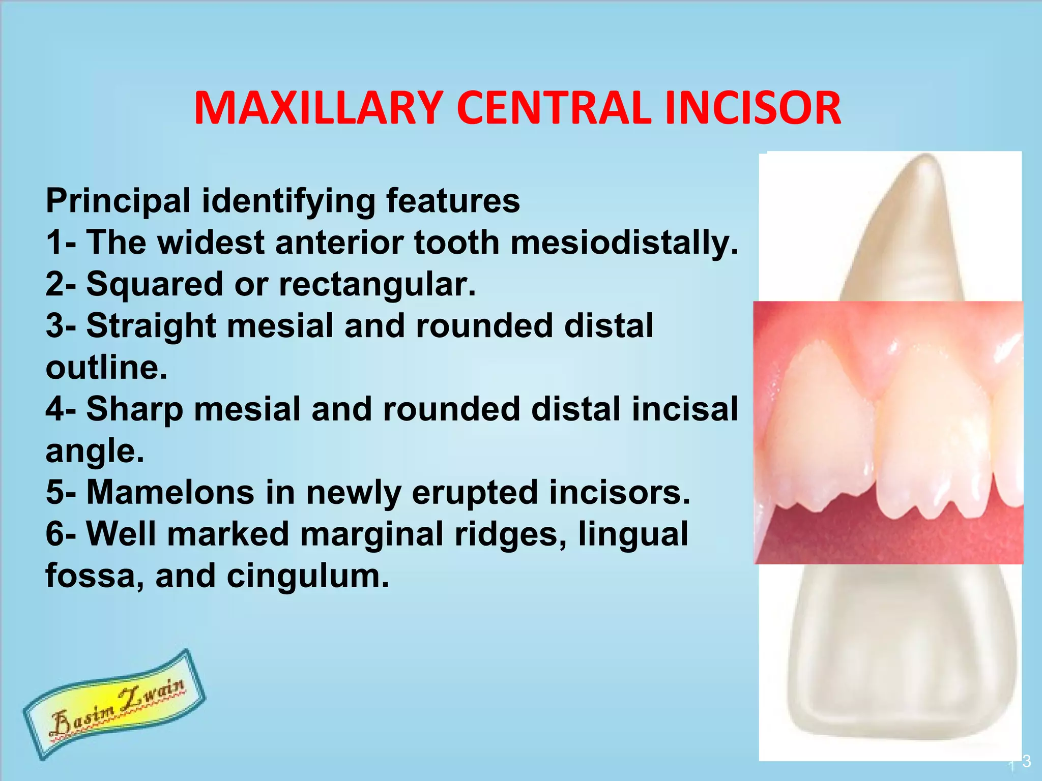 Permanent maxillary incisors | PPT