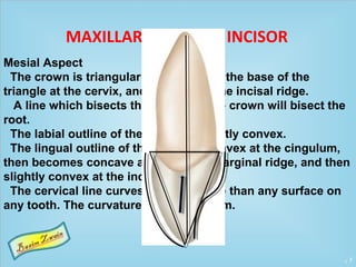 Permanent maxillary incisors | PPT