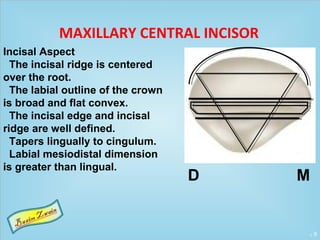 Permanent maxillary incisors | PPT