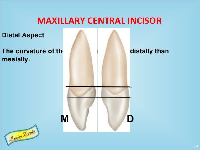 Permanent maxillary incisors