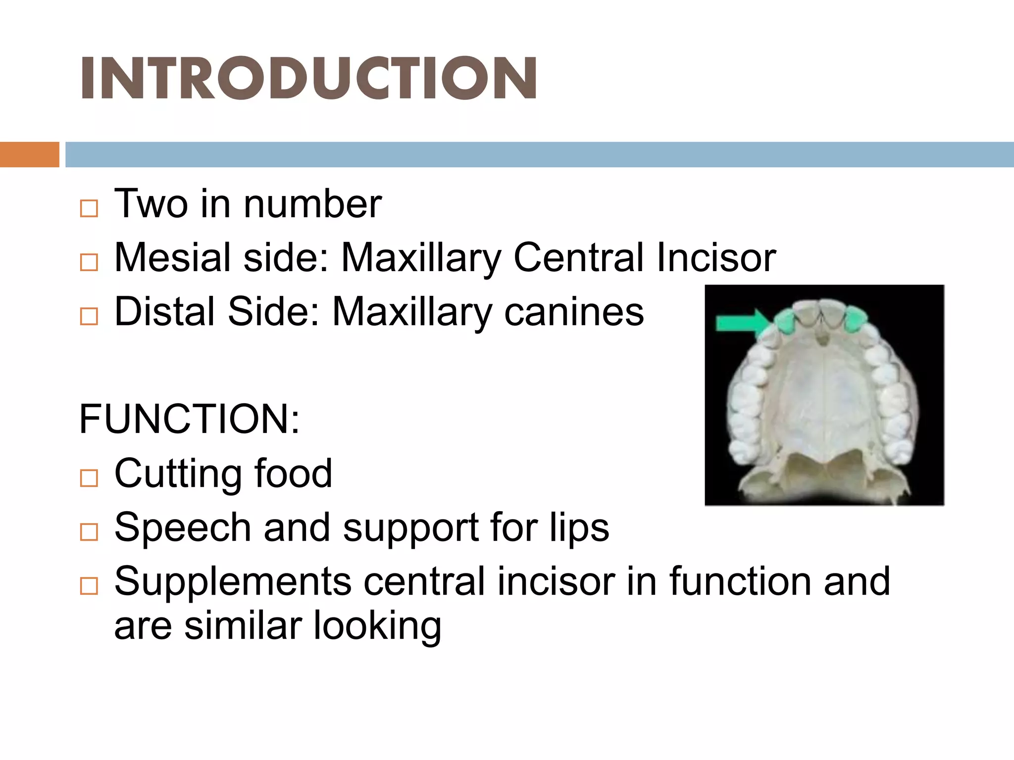 Permanent maxillary lateral incisor | PPTX