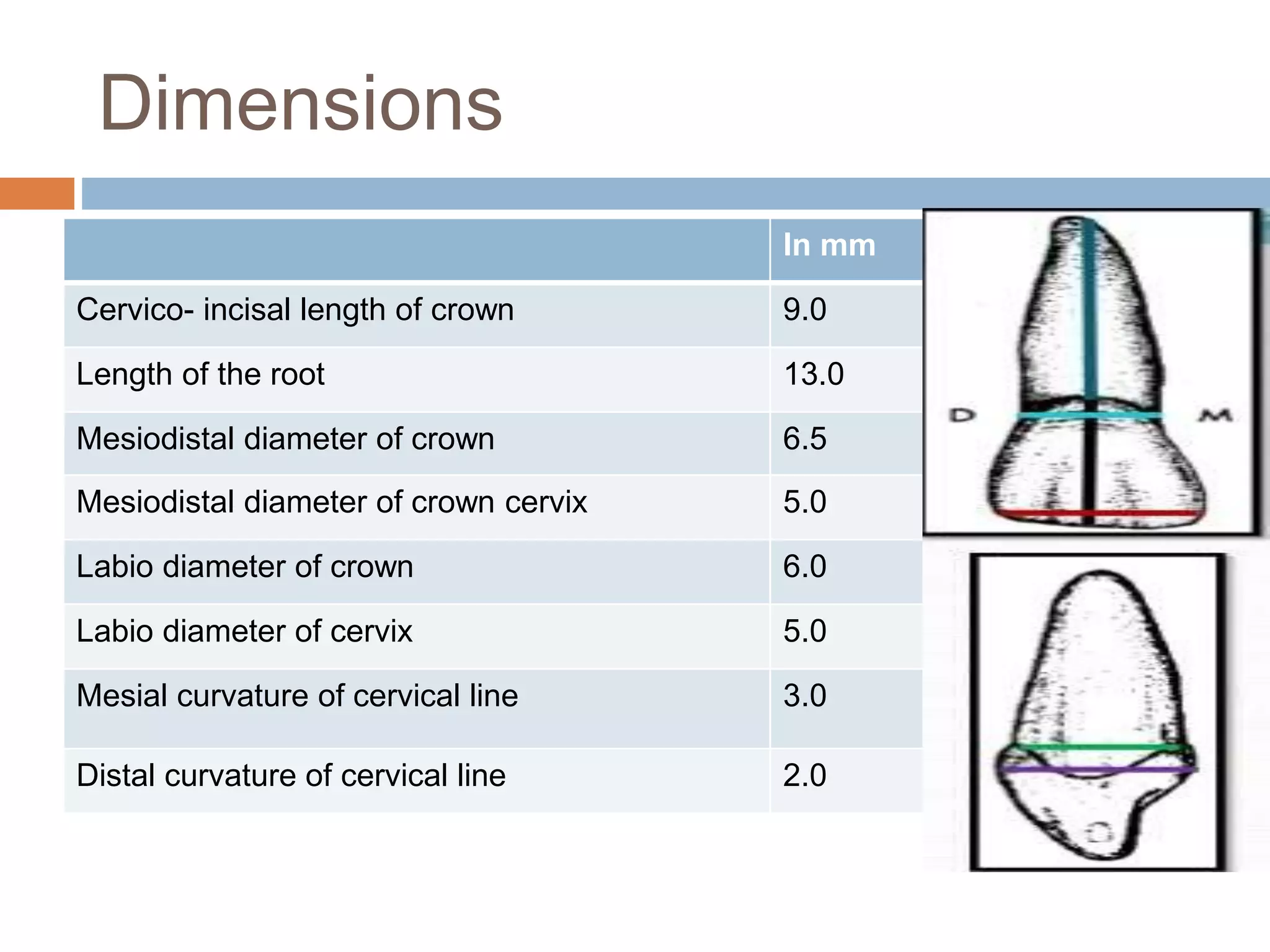 Permanent maxillary lateral incisor | PPTX
