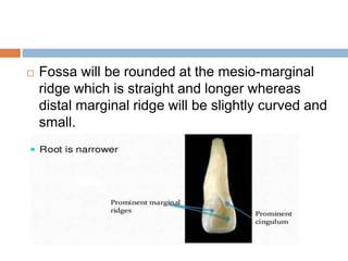 Permanent maxillary lateral incisor | PPTX | Dental Health | Diseases ...