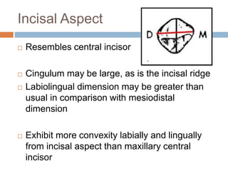 Permanent maxillary lateral incisor | PPTX | Dental Health | Diseases ...