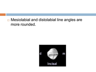 Permanent maxillary lateral incisor | PPTX | Dental Health | Diseases ...