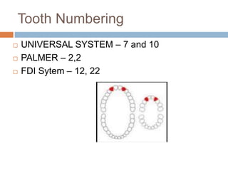 Permanent maxillary lateral incisor | PPTX | Dental Health | Diseases ...