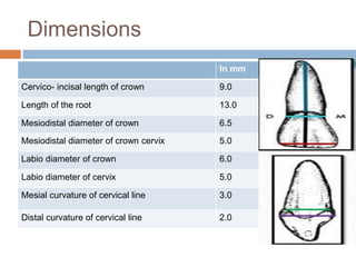 Permanent maxillary lateral incisor | PPTX | Dental Health | Diseases ...
