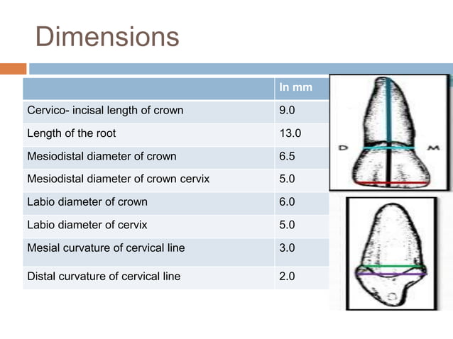 Permanent maxillary lateral incisor | PPT