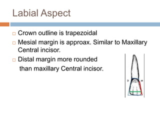 Permanent maxillary lateral incisor | PPTX | Dental Health | Diseases ...