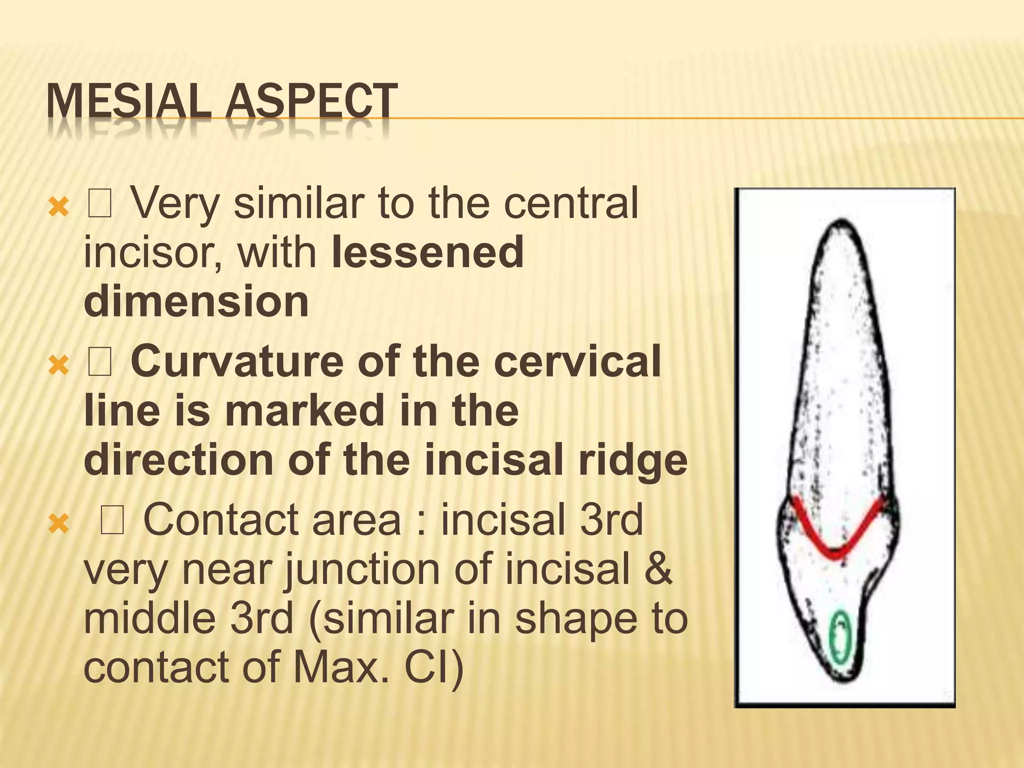 Permanent Maxillary Lateral Incisor | PPTX