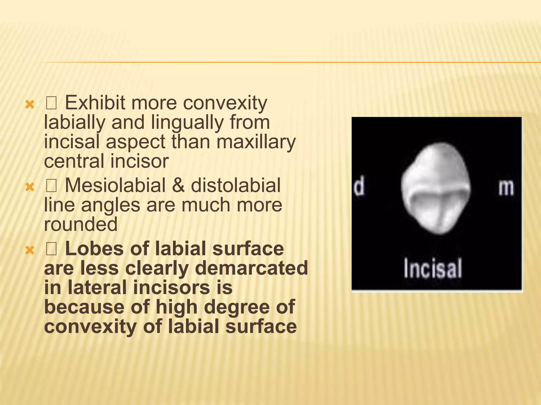 Permanent Maxillary Lateral Incisor | PPTX