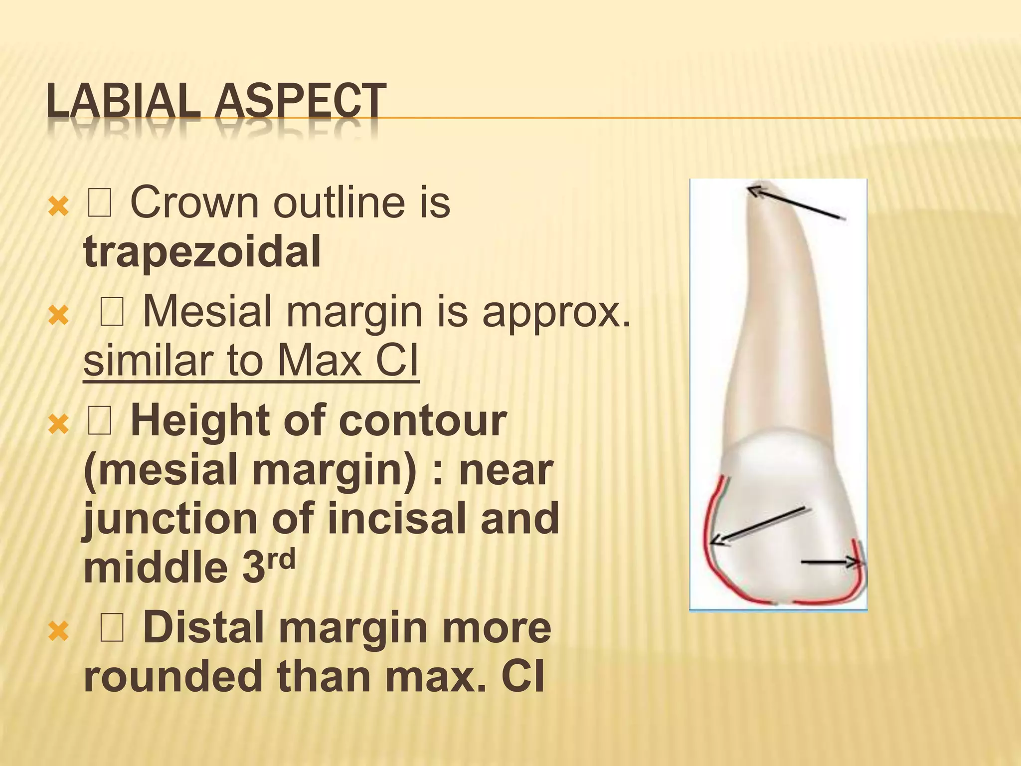 Permanent Maxillary Lateral Incisor | PPTX