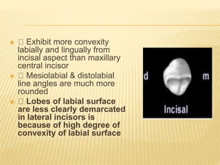 Permanent Maxillary Lateral Incisor | PPTX