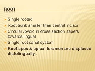 Permanent Maxillary Lateral Incisor | PPTX