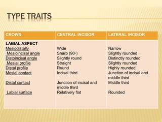 Permanent Maxillary Lateral Incisor | PPTX