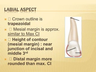 Permanent Maxillary Lateral Incisor | PPTX