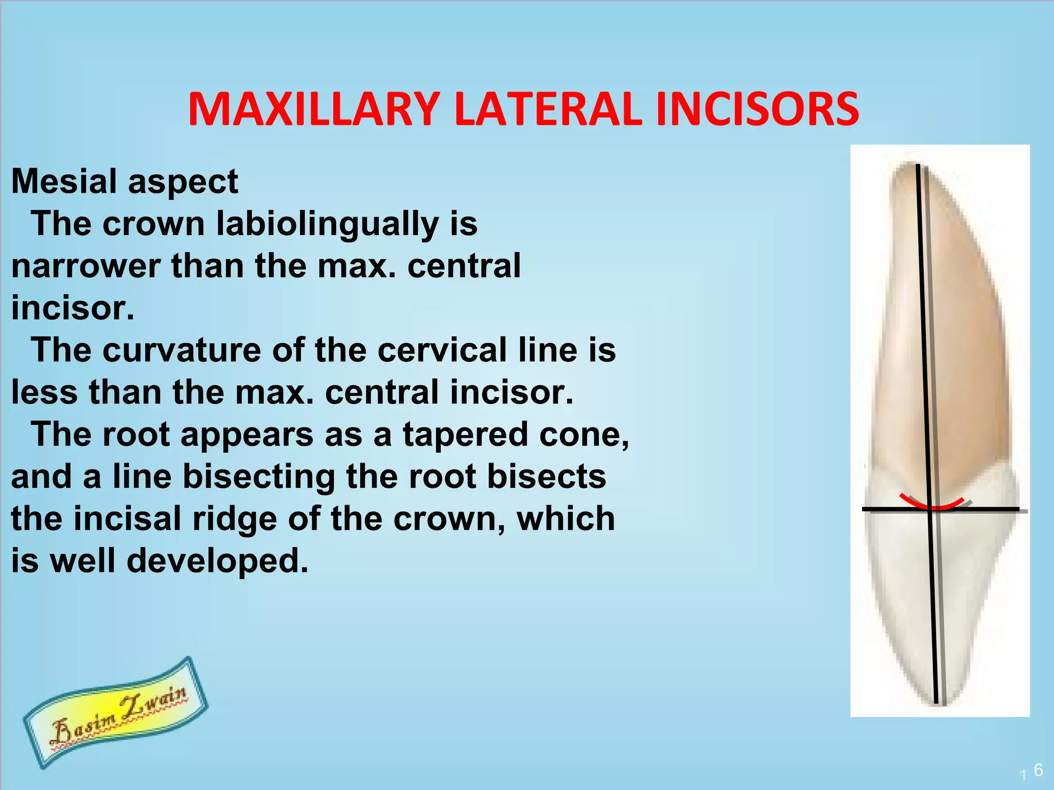 Permanent maxillary lateral incisors | PPT