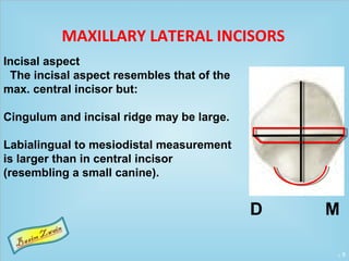 Permanent maxillary lateral incisors | PPT