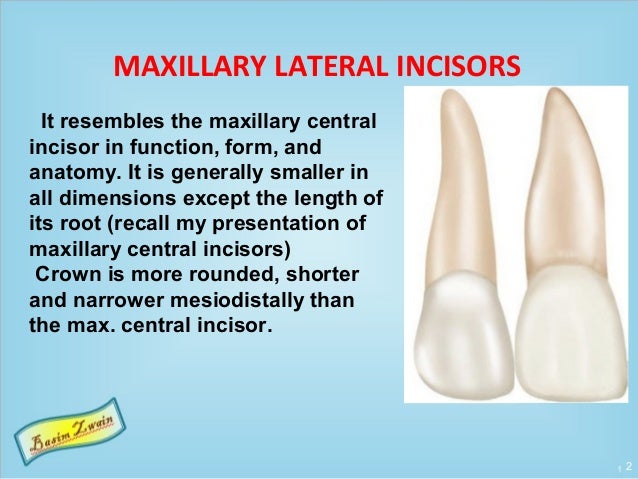 Permanent maxillary lateral incisors