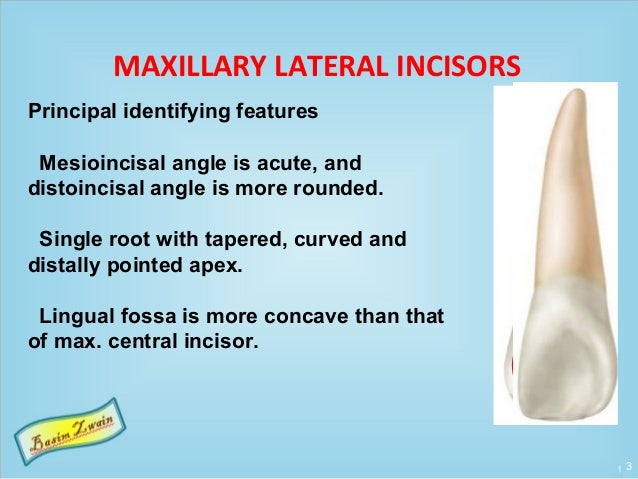 Permanent maxillary lateral incisors