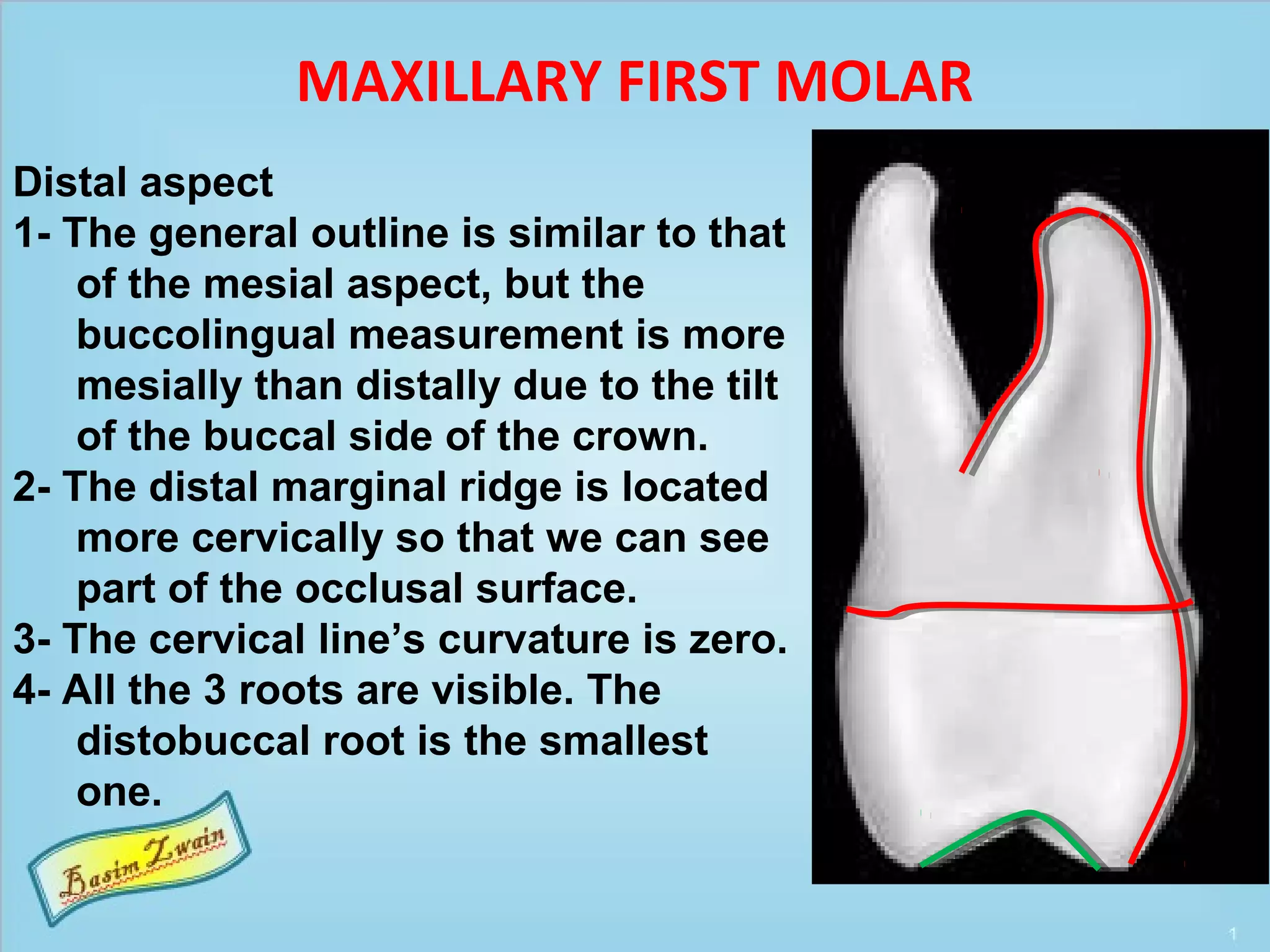 Permanent maxillary molars | PPT